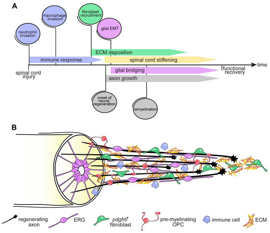 Know How to Regrow—Axon Regeneration in the Zebrafish Spinal Cord
