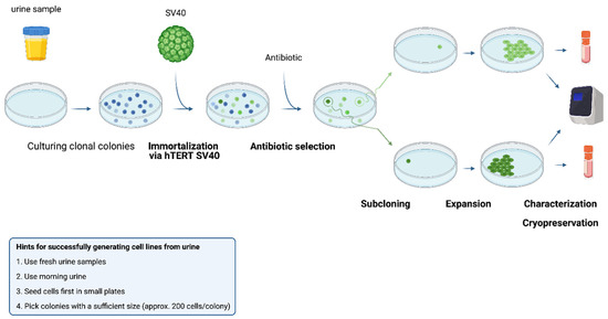 Urine-Derived Epithelial Cells as Models for Genetic Kidney Diseases