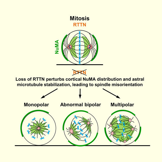 Cells | Special Issue : Cellular Mechanisms of Microcephaly