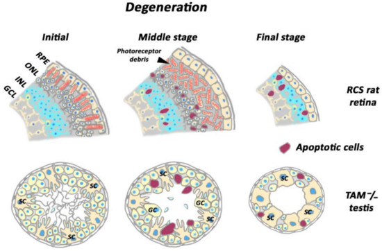 MERTK-Mediated LC3-Associated Phagocytosis (LAP) of Apoptotic ...