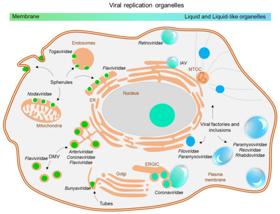 New Perspectives on the Biogenesis of Viral Inclusion Bodies in ...