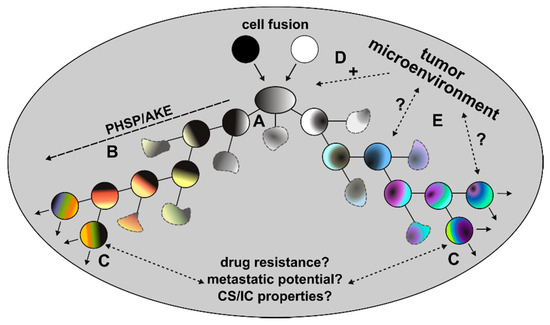 Cell–Cell Fusion and the Roads to Novel Properties of Tumor Hybrid Cells