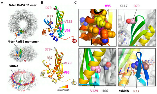 Cells | Free Full-Text | Rad52 Oligomeric N-Terminal Domain Stabilizes ...
