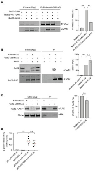 Cells | Free Full-Text | Rad52 Oligomeric N-Terminal Domain Stabilizes ...