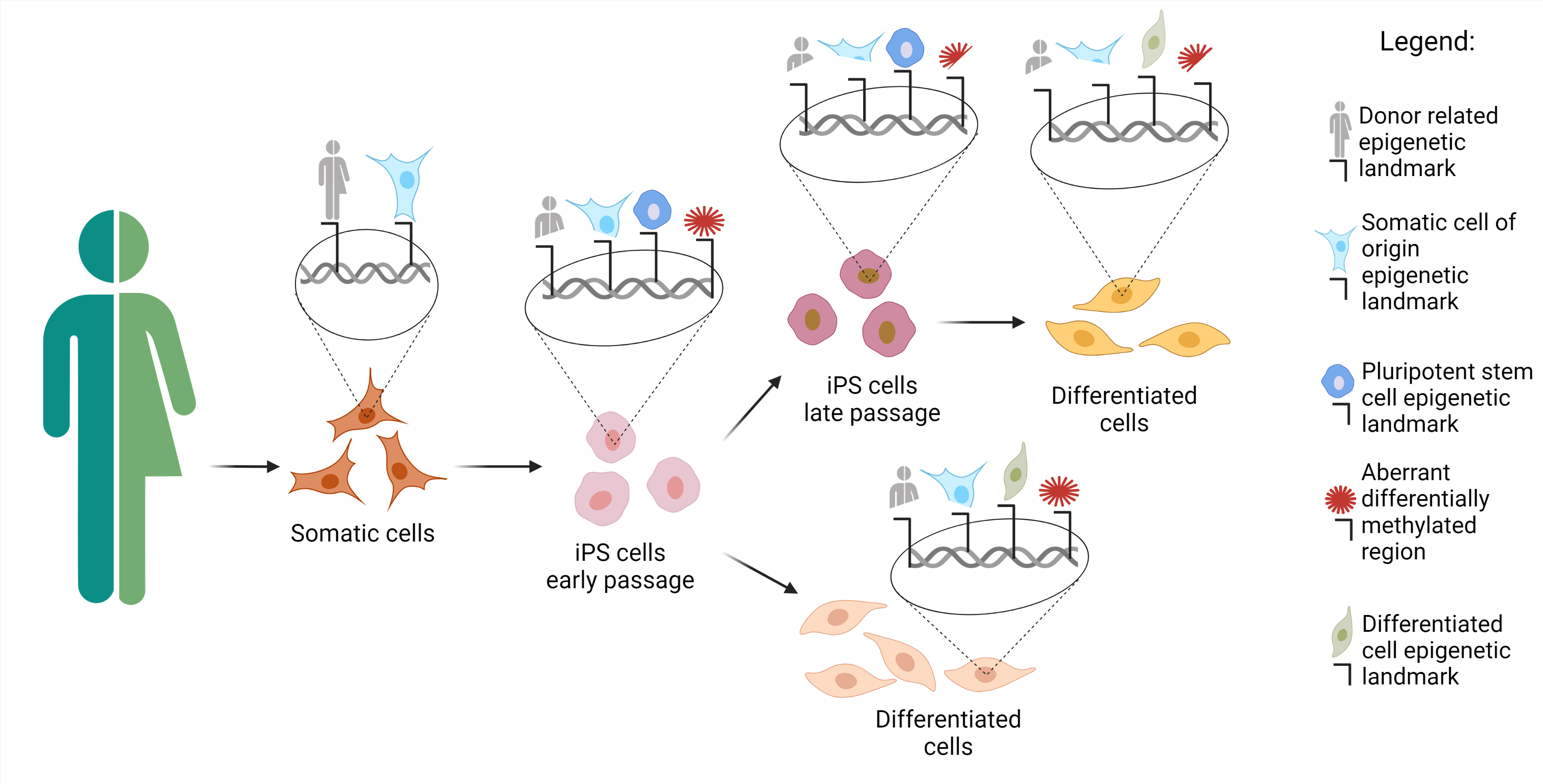 Cells | Free Full-Text | iPSC Preparation and Epigenetic Memory: Does the Tissue Origin Matter?