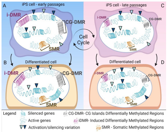 iPSC Preparation and Epigenetic Memory: Does the Tissue Origin Matter?