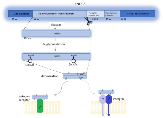 The Role of Irisin in Cancer Disease
