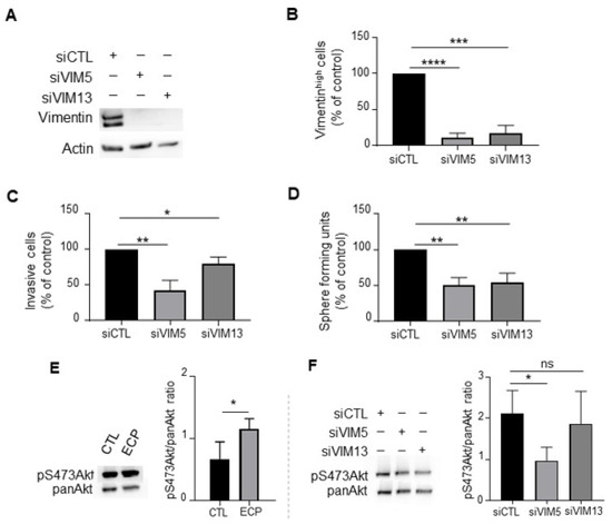 Vimentin Promotes the Aggressiveness of Triple Negative Breast Cancer ...