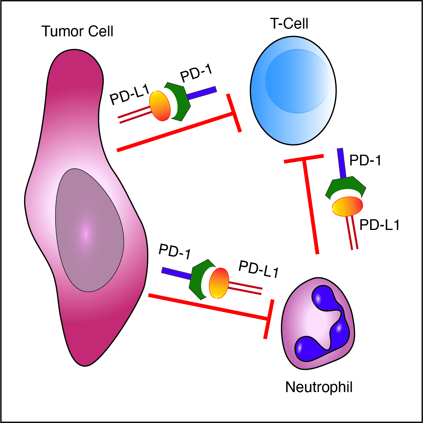 Pd L1 Structure Pd L1 Structure