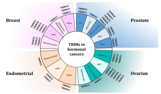 TRIMming Down Hormone-Driven Cancers: The Biological Impact of TRIM ...