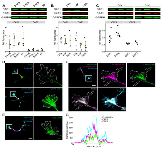 Functional Redundancy of Cyclase-Associated Proteins CAP1 and CAP2 in ...
