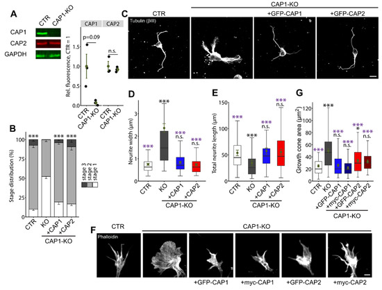 Functional Redundancy of Cyclase-Associated Proteins CAP1 and CAP2 in ...
