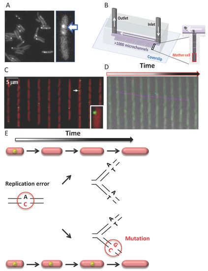 Mismatch Repair: From Preserving Genome Stability to Enabling Mutation ...