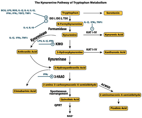 Cells | Free Full-Text | Neuroinflammation and the Kynurenine Pathway ...