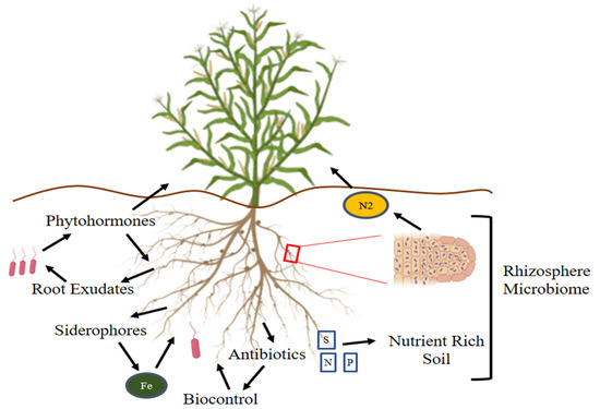 Insights into the Interactions among Roots, Rhizosphere, and ...