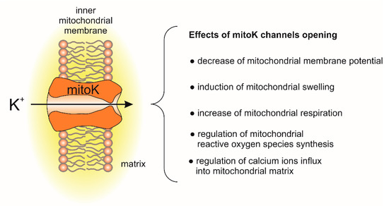 Multidimensional Regulation of Cardiac Mitochondrial Potassium Channels