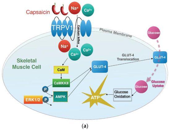 TRPV1 Activation by Capsaicin Mediates Glucose Oxidation and ATP ...