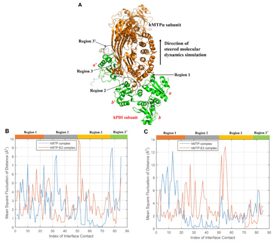 17β-Estradiol-Induced Conformational Changes of Human Microsomal ...