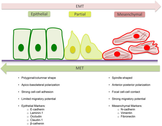 Epithelial-Mesenchymal Transition (EMT): The Type-2 EMT in Wound ...