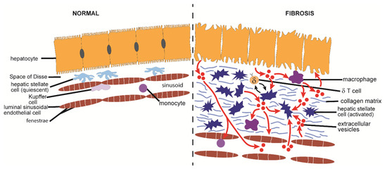 Extracellular Vesicles in Organ Fibrosis: Mechanisms, Therapies, and ...