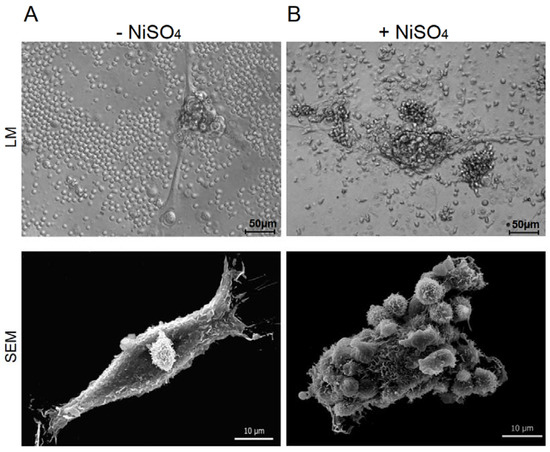 Keratinocytes Regulate the Threshold of Inflammation by Inhibiting T ...