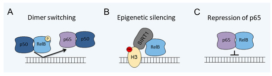 RelB and Neuroinflammation