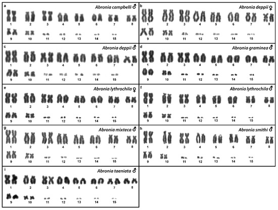 Cytogenetic Evidence for Sex Chromosomes and Karyotype Evolution in ...