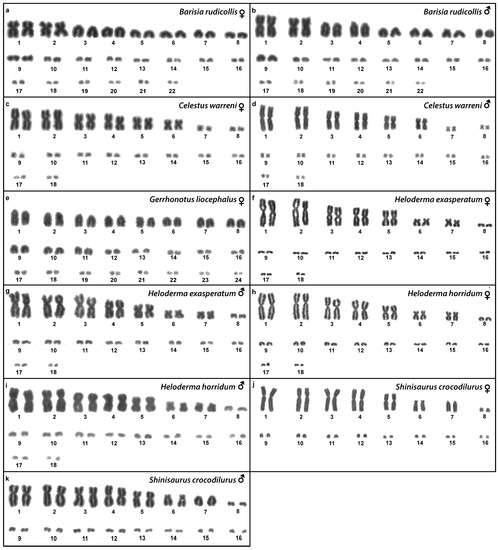 Cytogenetic Evidence for Sex Chromosomes and Karyotype Evolution in ...