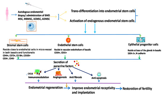 Application of Stem Cell Therapy for Infertility
