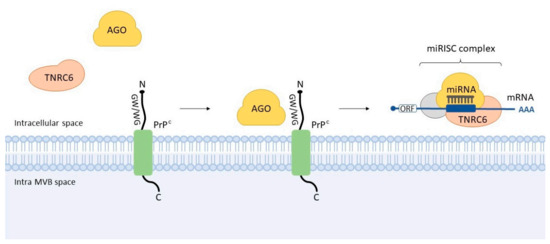 MicroRNAs in Prion Diseases—From Molecular Mechanisms to Insights in ...