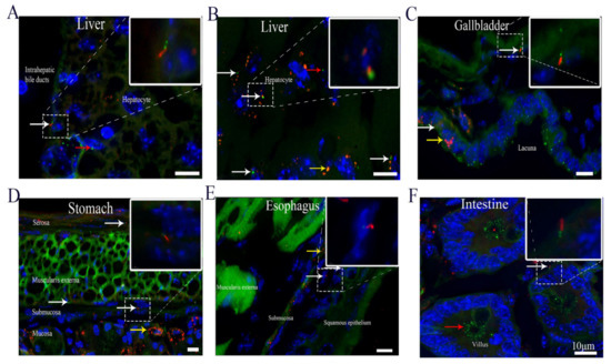 Identification of Cilia in Different Mouse Tissues