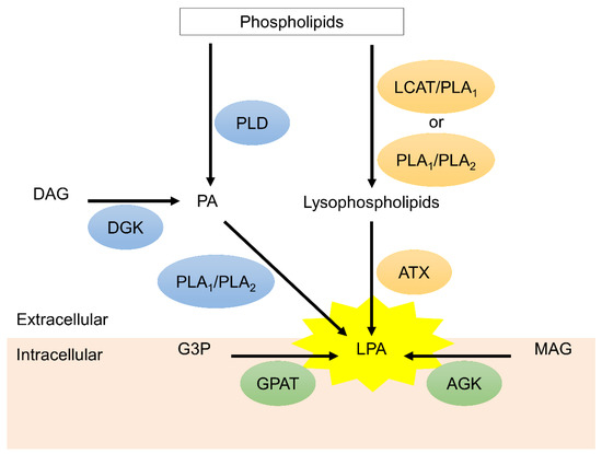 Lysophosphatidic Acid Receptor Antagonists and Cancer: The Current ...