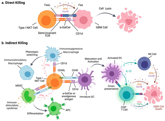 The Role of NKT Cells in Glioblastoma