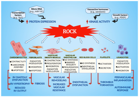 ROCK Inhibition as Potential Target for Treatment of Pulmonary Hypertension