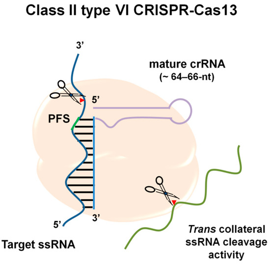 CRISPR/Cas13-Based Approaches for Ultrasensitive and Specific Detection ...
