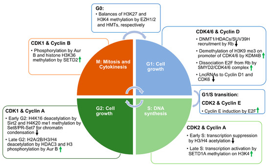 Epigenetically Mediated Ciliogenesis and Cell Cycle Regulation, and ...