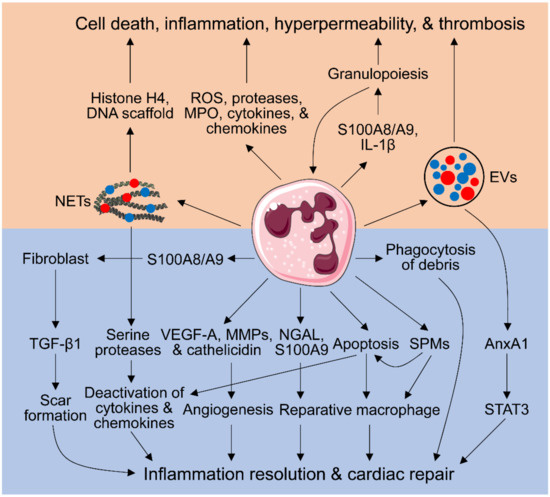 Role of Neutrophils in Cardiac Injury and Repair Following Myocardial Infarction