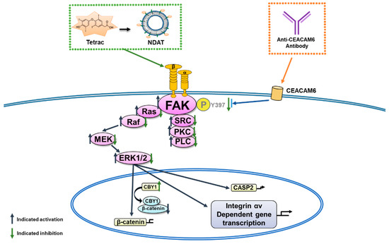 Cells | Free Full-Text | Nano-Strategies Targeting the Integrin αvβ3 ...