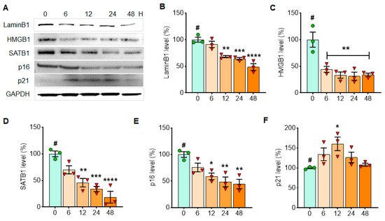 Alpha-Synuclein Preformed Fibrils Induce Cellular Senescence in ...
