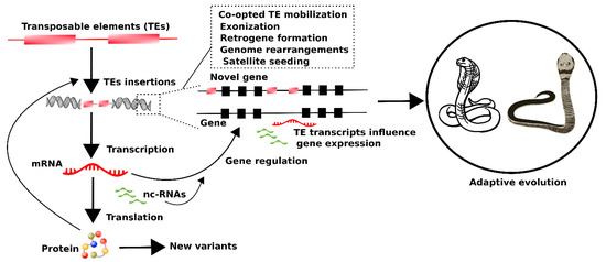 Impact of Repetitive DNA Elements on Snake Genome Biology and Evolution
