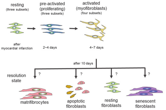 Cells | Free Full-Text | Cardiac Fibrosis and Fibroblasts