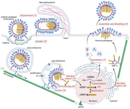 How Influenza Virus Uses Host Cell Pathways during Uncoating