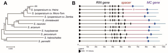 Cells | Free Full-Text | Characterization of RIN Isoforms and Their ...