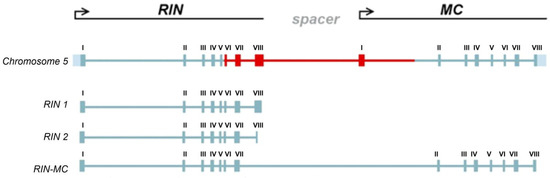 Cells | Free Full-Text | Characterization of RIN Isoforms and Their ...
