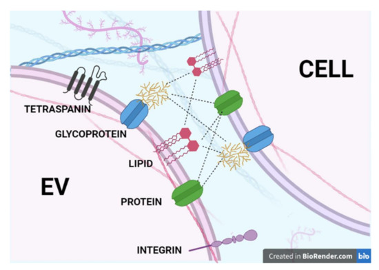 Cells | Free Full-Text | Fostering “Education”: Do Extracellular ...