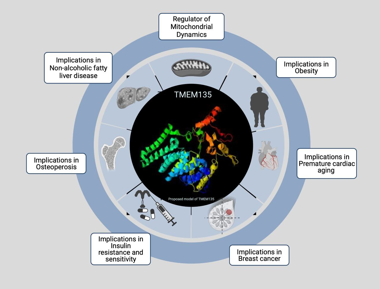 Cells | Free Full-Text | TMEM135 is a Novel Regulator of Mitochondrial ...