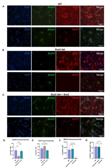 FOS Rescues Neuronal Differentiation of Sox2-Deleted Neural Stem Cells ...