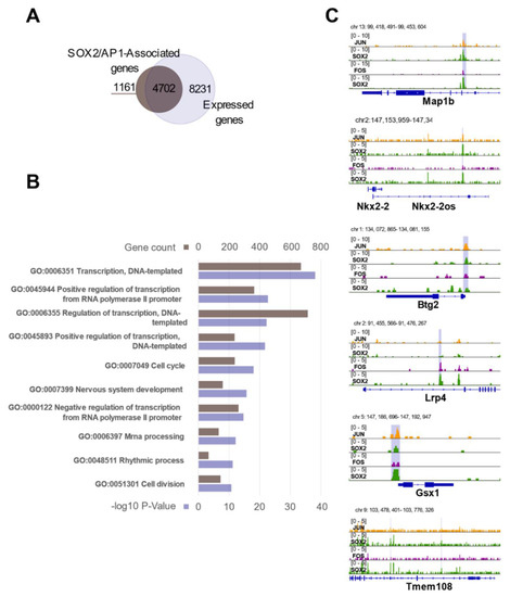 FOS Rescues Neuronal Differentiation of Sox2-Deleted Neural Stem Cells ...