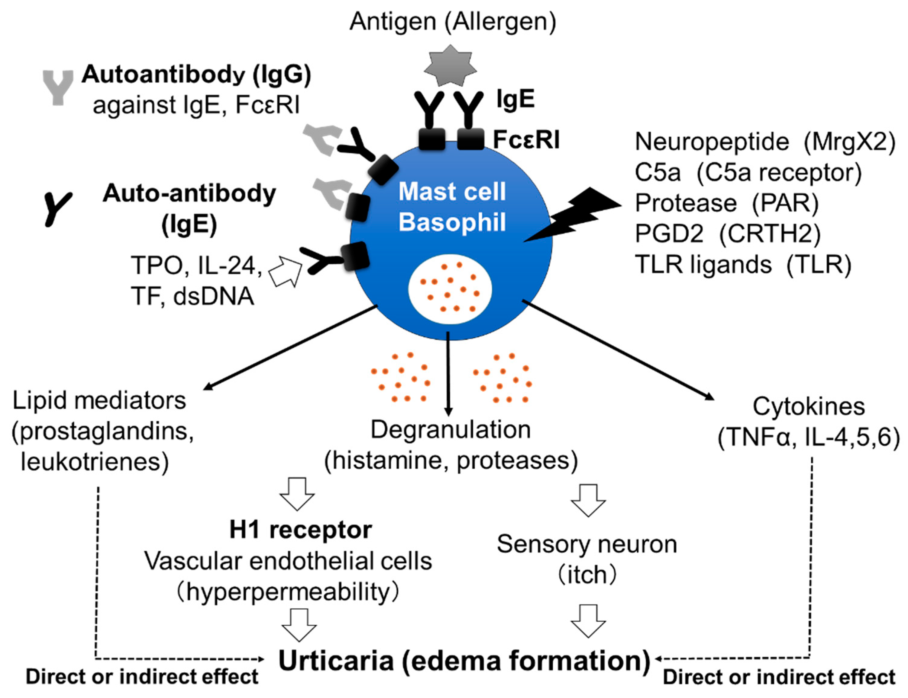 The Role Of Coagulation And Complement Factors For Mast Cell Activation