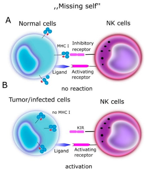 KIR Receptors as Key Regulators of NK Cells Activity in Health and Disease